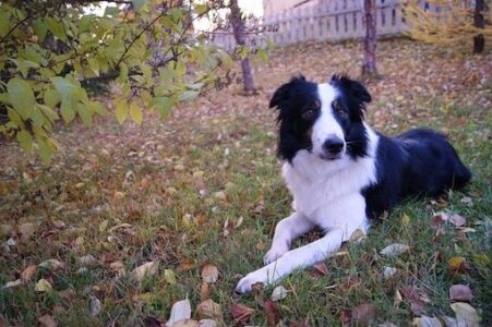 4 Perfect Dog Breeds for Your Homestead – Mother Earth News